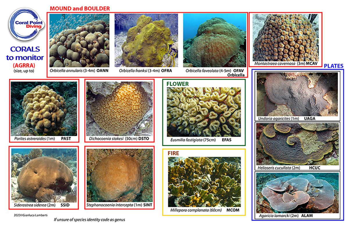 Saona Island Snorkeling Tour from Bayahibe | Coral Point Diving